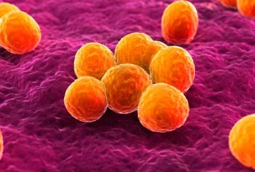 Staph Infection – Entirely Health