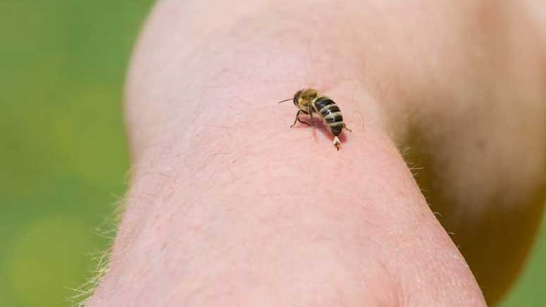 How to Identify Insect (Bug) Bites? – Page 3 – Entirely Health