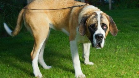 Dog Pancreatitis: Symptoms and What to Do – Page 7 – Entirely Health