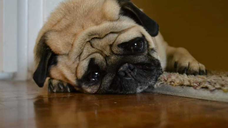 Puppy Diarrhea: Symptoms, Causes, Prevention and More – Entirely Health