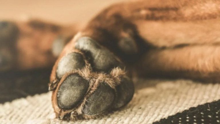 Scratch from Dog: Health Risks, Treatment, and Prevention – Entirely Health