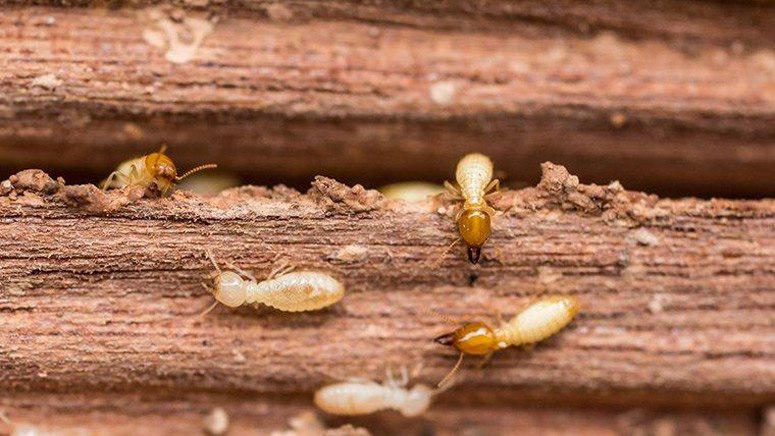Do Termites Bite? Symptoms, Risks, Treatment and More – Page 7 ...
