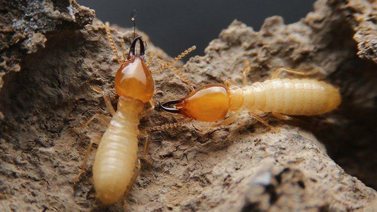 Do Termites Bite? Symptoms, Risks, Treatment and More – Entirely Health