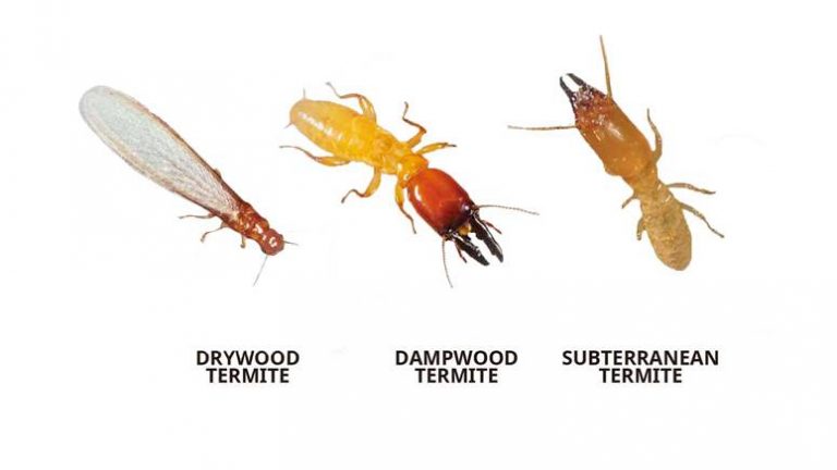Do Termites Bite? Symptoms, Risks, Treatment and More – Entirely Health