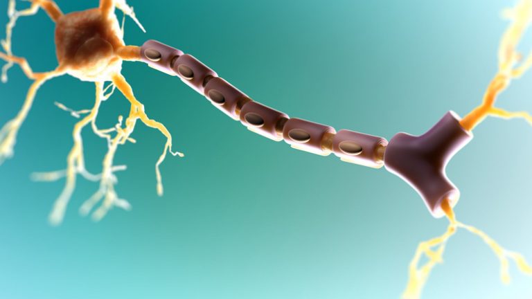 Myelin Sheath Disorders: Types, Causes, Symptoms and More – Entirely Health