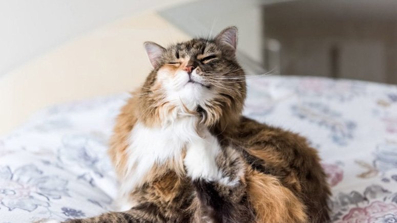 Signs of Fleas in Bed: How to Find and Remove Them – Page 4 – Entirely ...