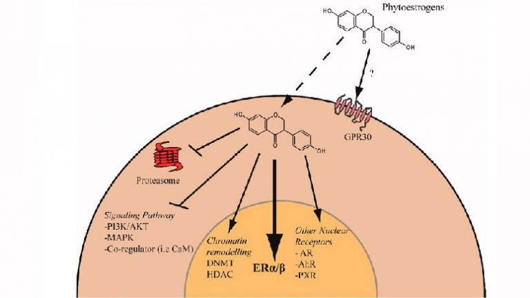 Phytoestrogen: Benefits, Risks, and Food Lists – Page 2 – Entirely Health