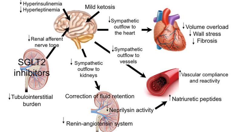 SGLT2 Inhibitors: What It Is, Side Effects, and More – Page 9 ...
