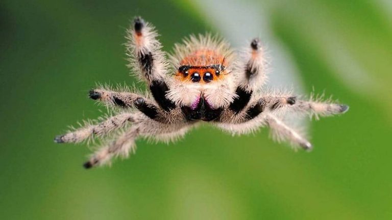 Do Jumping Spiders Bite? Here’s How To Treat It – Entirely Health