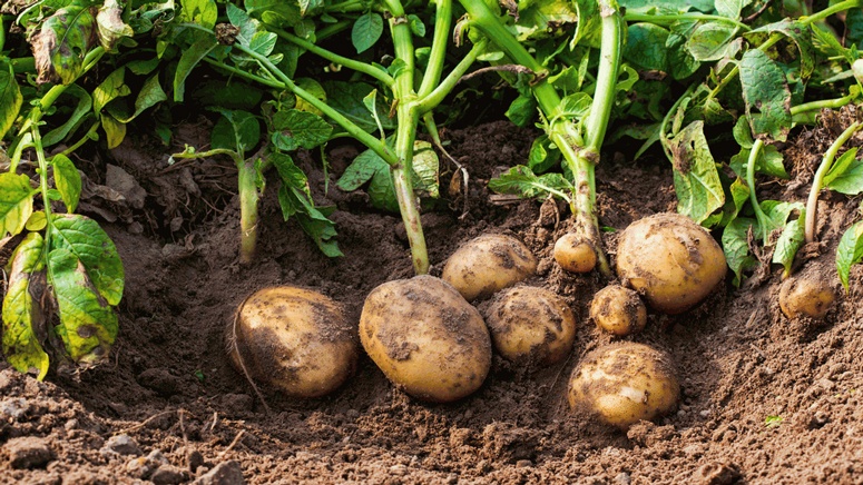 10 Foods High in Lectins to Avoid – Page 5 – Entirely Health