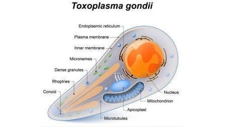 Causes and Risk Factors of Toxoplasmosis – Entirely Health