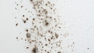 Black Mold Exposure: Symptoms, Treatment & More – Entirely Health