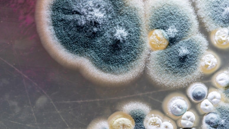 Mold Exposure: Symptoms, Risks, and Treatments – Page 3 – Entirely Health