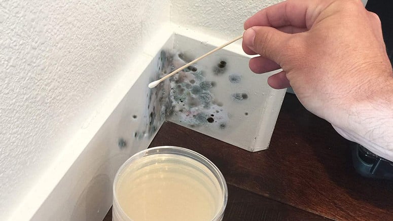 Mold Exposure: Symptoms, Risks, and Treatments – Page 4 – Entirely Health