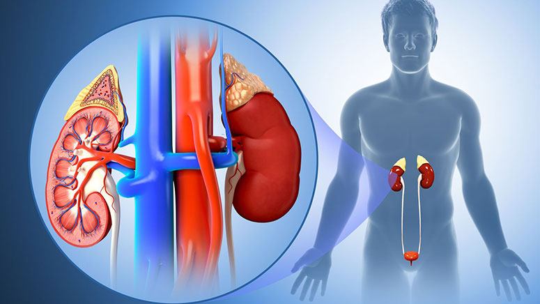10 Most Common Causes of Kidney Infection – Page 4 – Entirely Health
