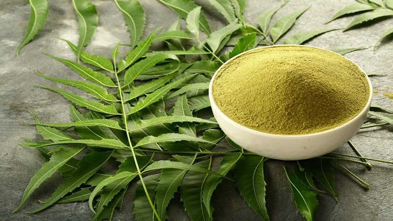 Neem: Benefits, Side Effects, Uses, and More – Page 2 – Entirely Health