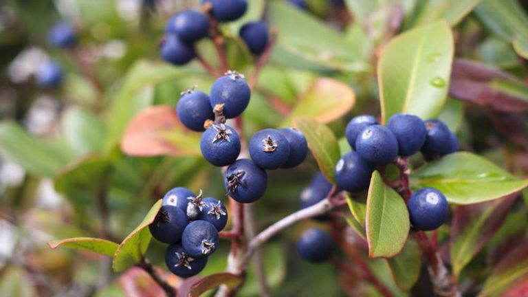Bilberry Benefits, Uses, Types and Side Effects – Entirely Health