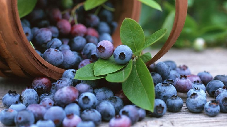 Bilberry Benefits, Uses, Types and Side Effects – Page 2 – Entirely Health
