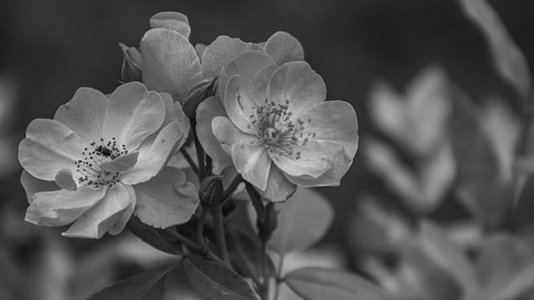 Color Blindness: Types, Causes, and Treatments – Page 4 – Entirely Health