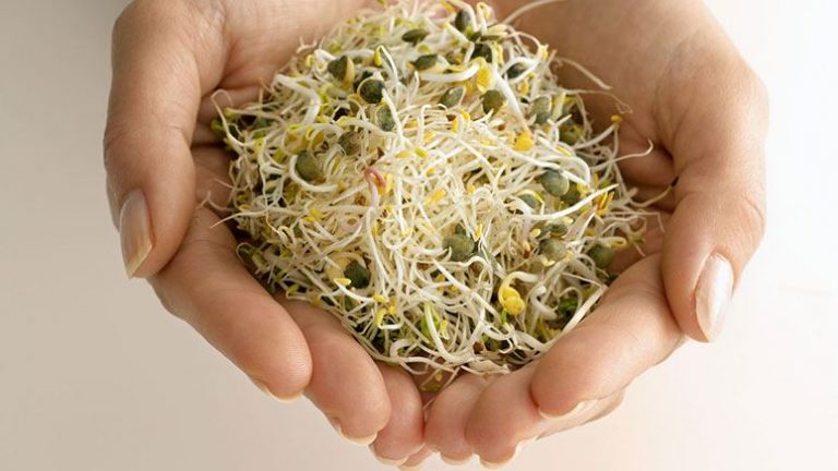 Alfalfa: Benefits, Nutrition Facts & Side Effects – Page 2 – Entirely ...